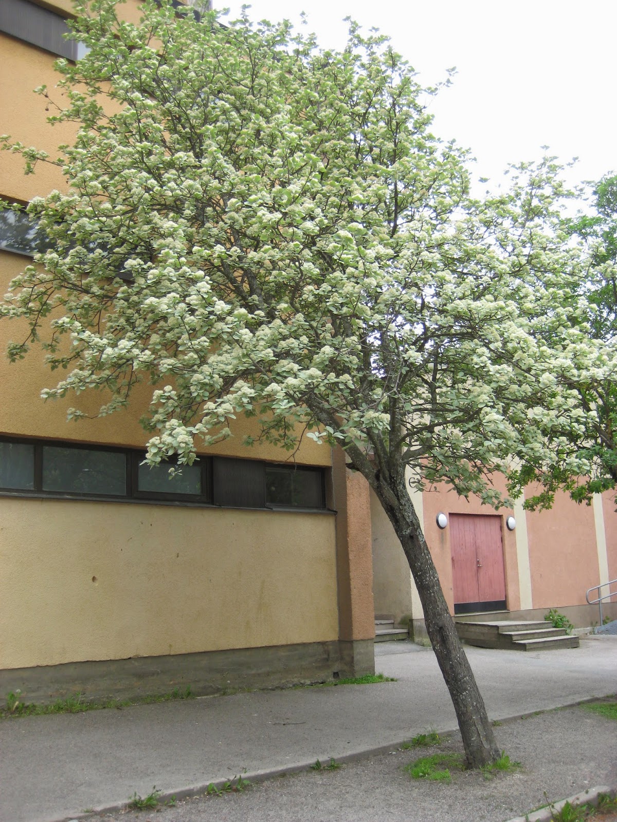 Min trädgård i Vilan - och andra sköna upplevelser: Hästkastanj och vitoxel