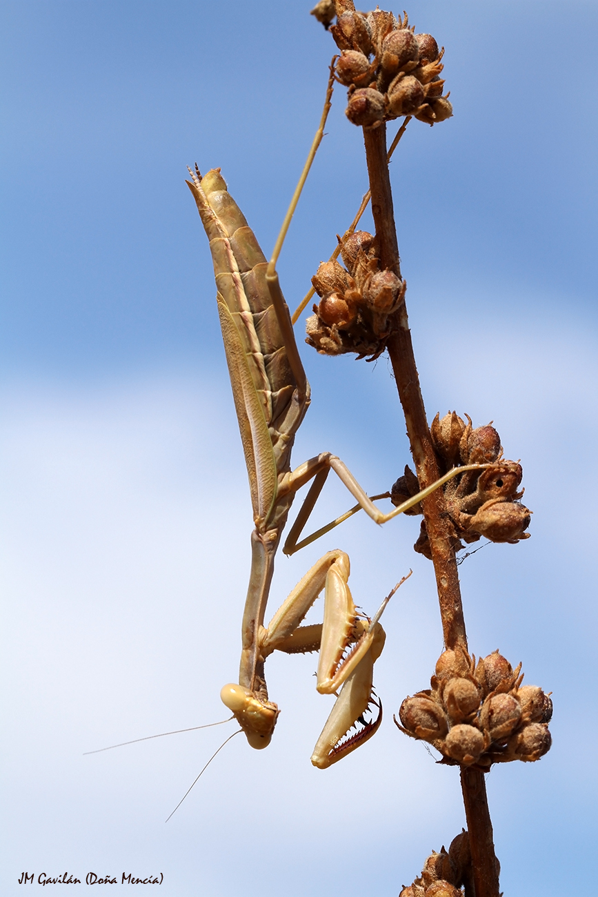Fotografía de Naturaleza - JM Gavilán: Mantis religiosa
