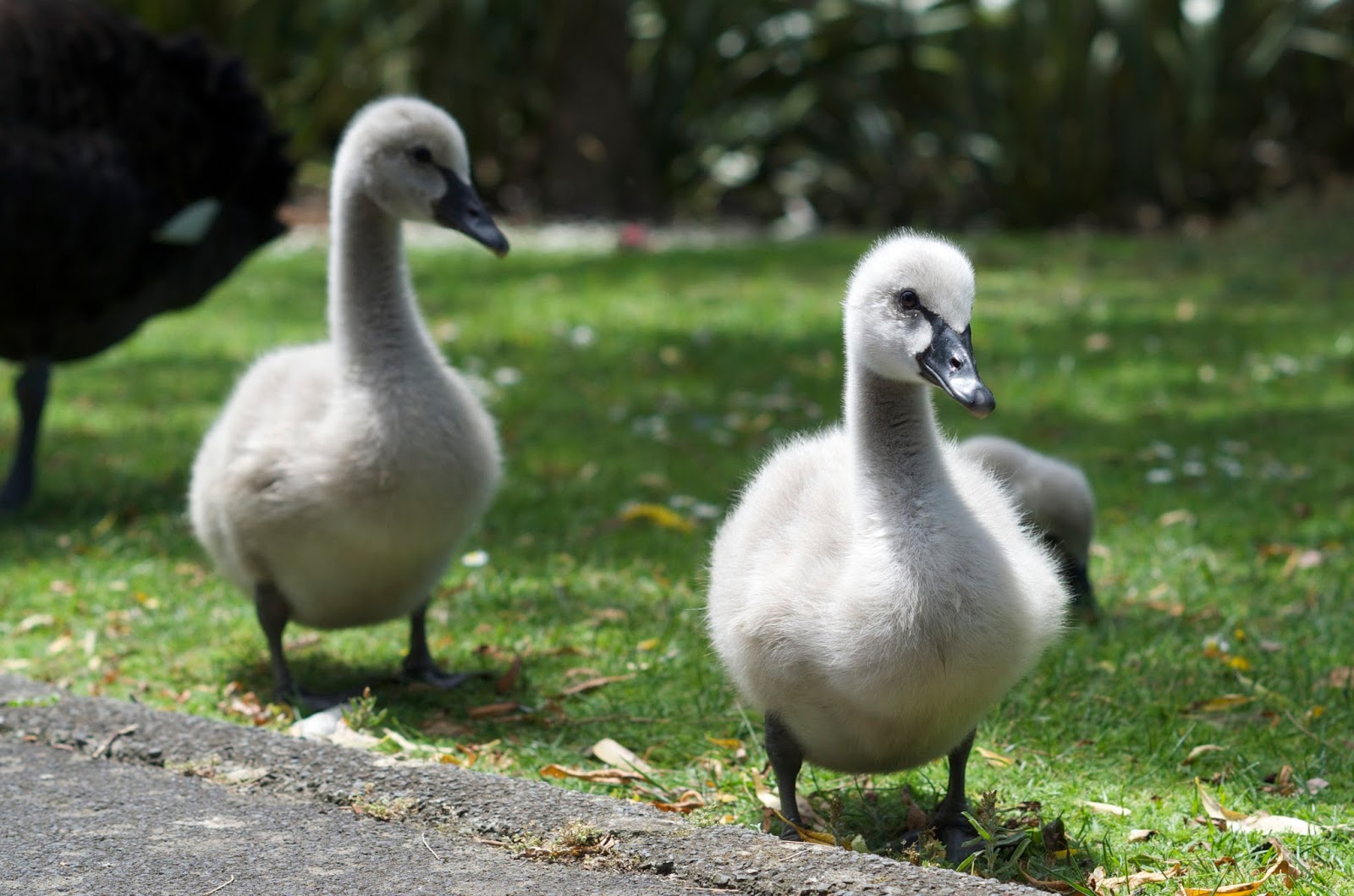 hello tangelo: birds and apples