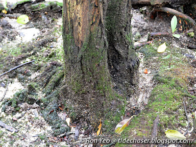 tHE tiDE cHAsER: Teruntum Putih (Lumnitzera racemosa)