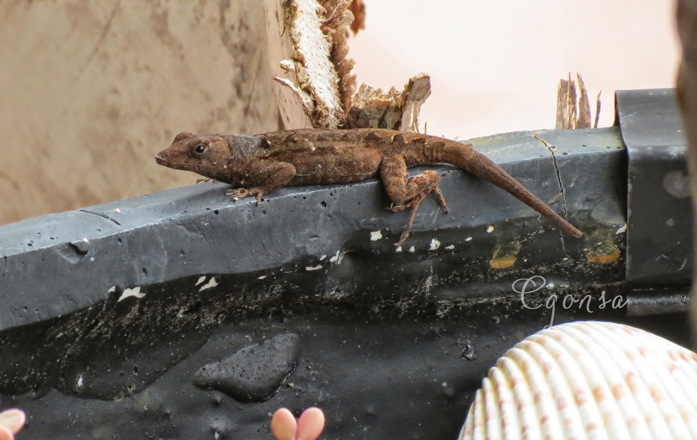 The Backyard Oasis: Brown Anole Lizard spinal cord injury/paralysis ...