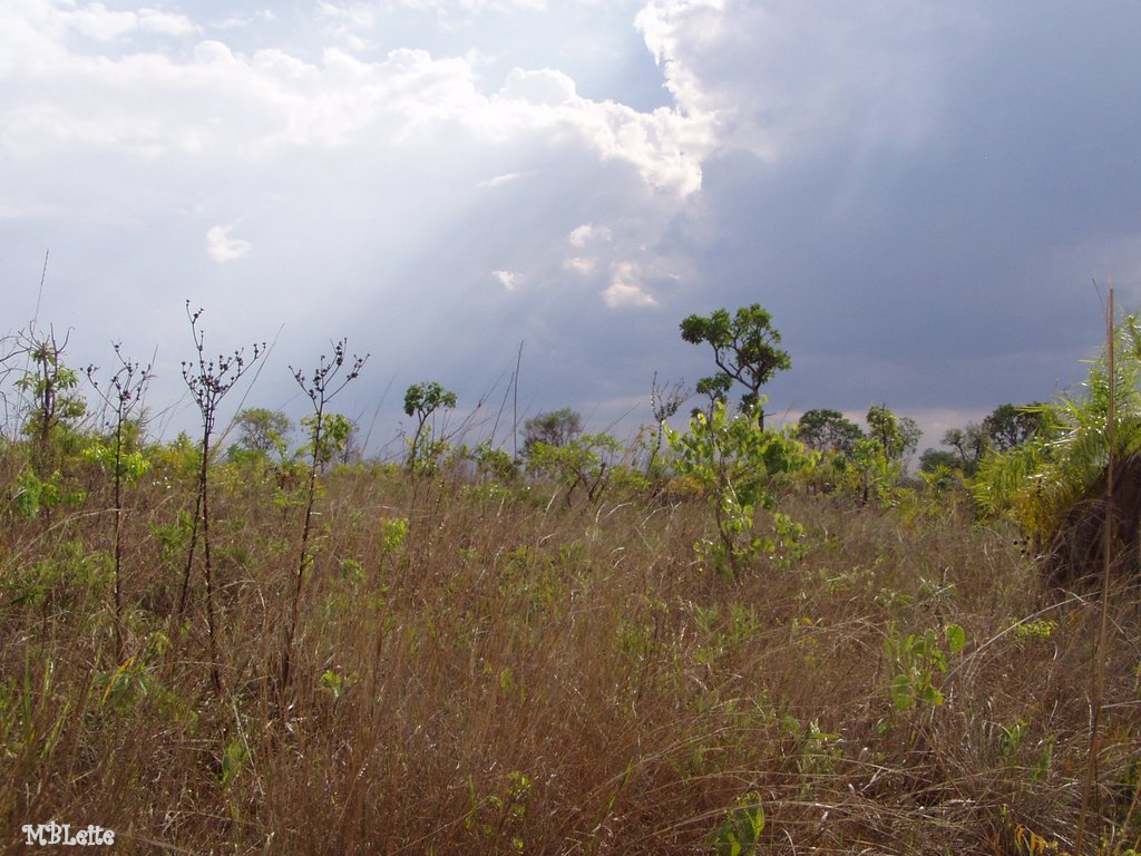 Dicas de Biólogo : Fotos de Fisionomias (Imagens)