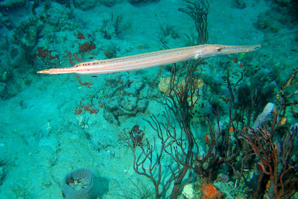 BIGPHOTODAN: Advanced Open Water Certification