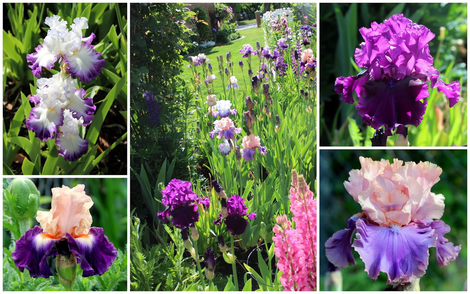 World of Irises: "Talking Irises" - THE 2018 TALL BEARDED IRIS BLOOM ...