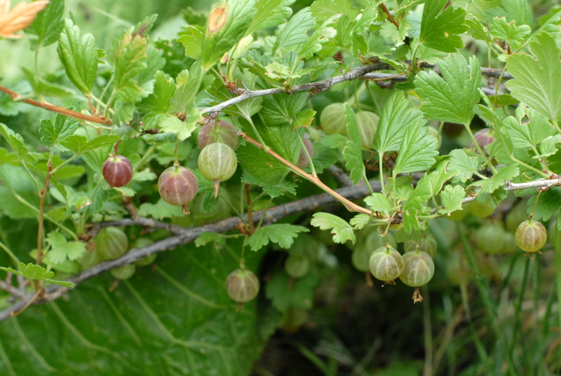 Gooseberry Pies - A mini pie recipe - Boulder Locavore