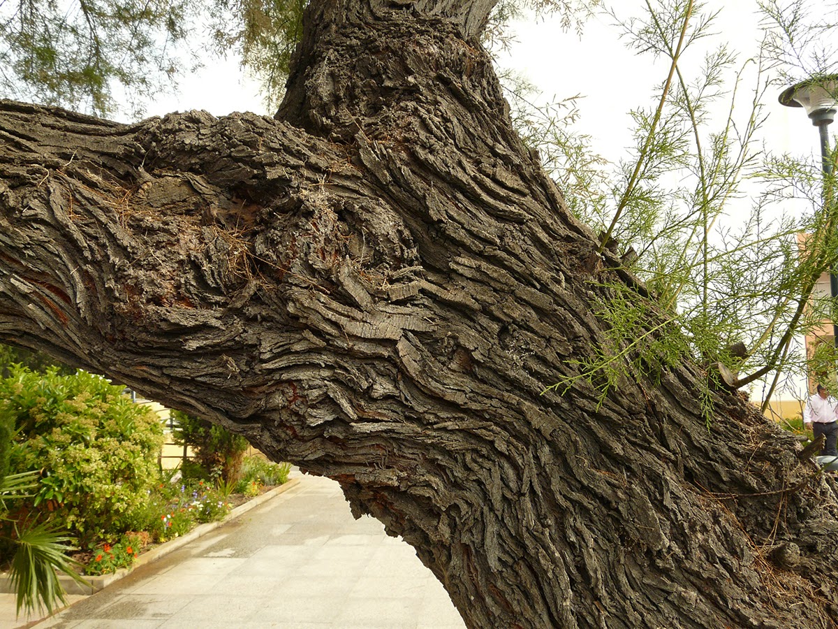 Á R B O L E S (T R E E S) y P A L M E R A S (P A L M S): Tamarix ...