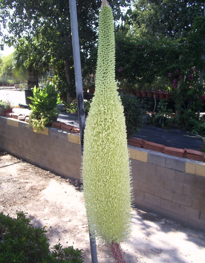 Viveros Vangarden: julio 2013