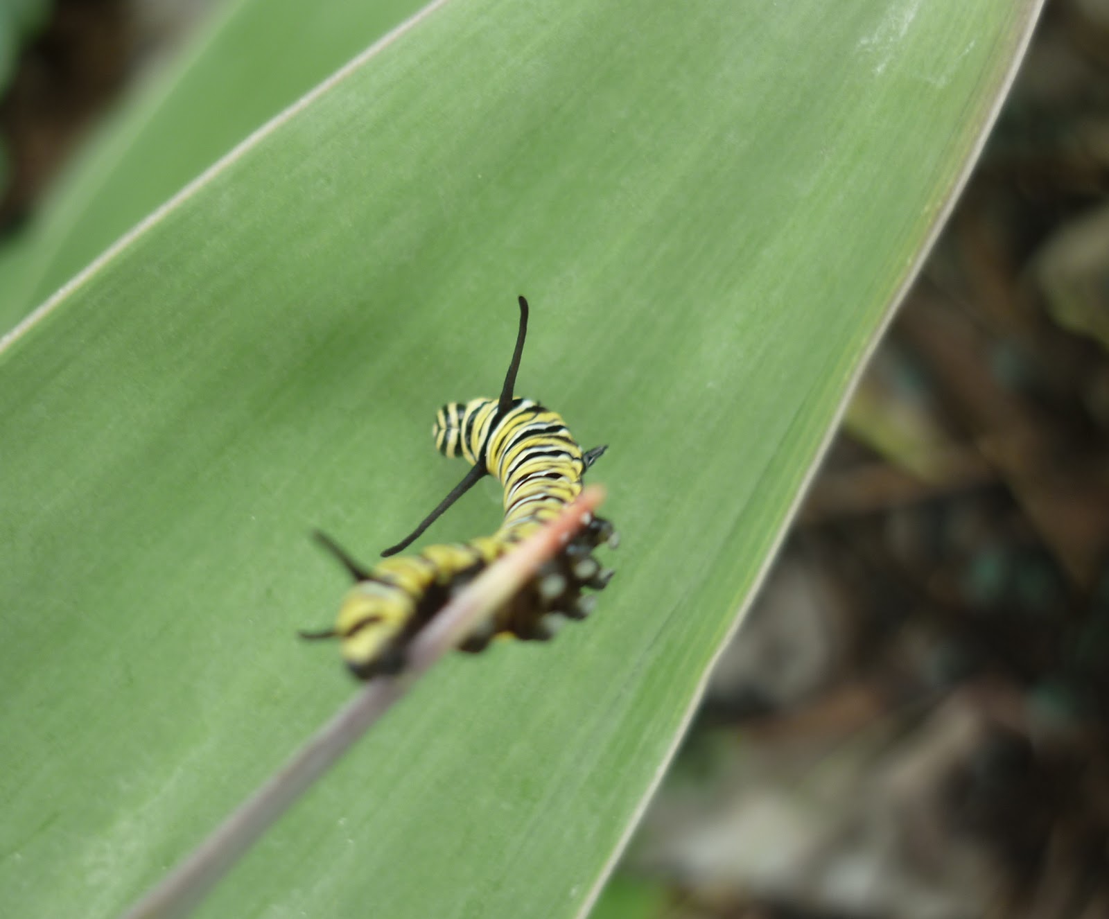 Huia 1 - Our History 2009 - 2014: Catching up on the Caterpillars