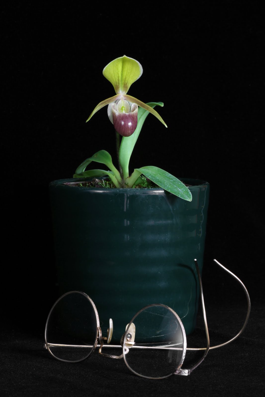 Orchids in Bloom: Paphiopedilum helenae