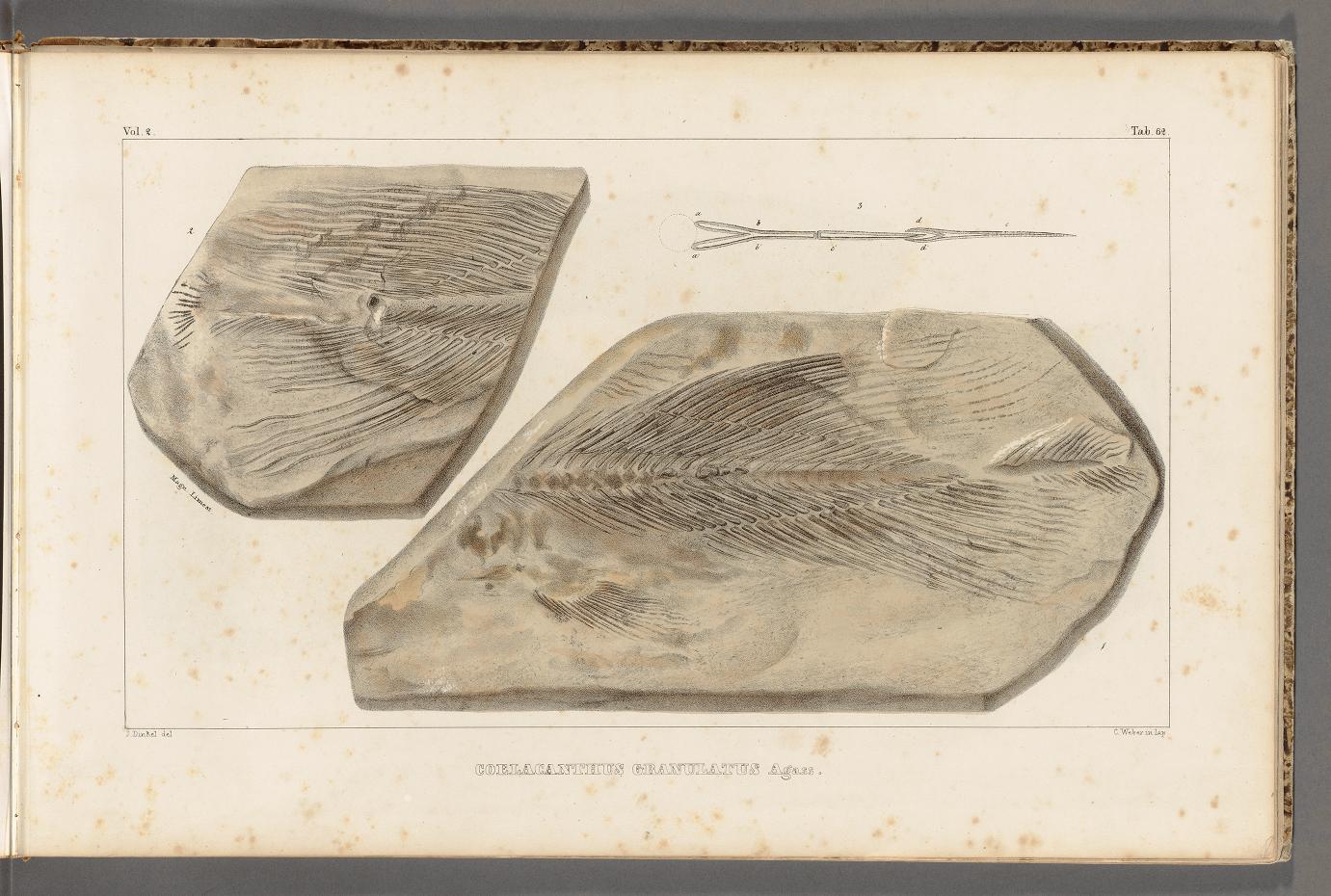 Real Monstrosities: Coelacanth