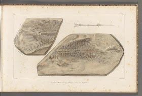 Real Monstrosities: Coelacanth