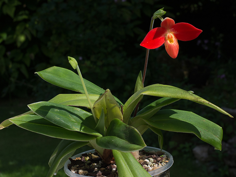 Phragmipedium besseae care and culture | Travaldo's blog