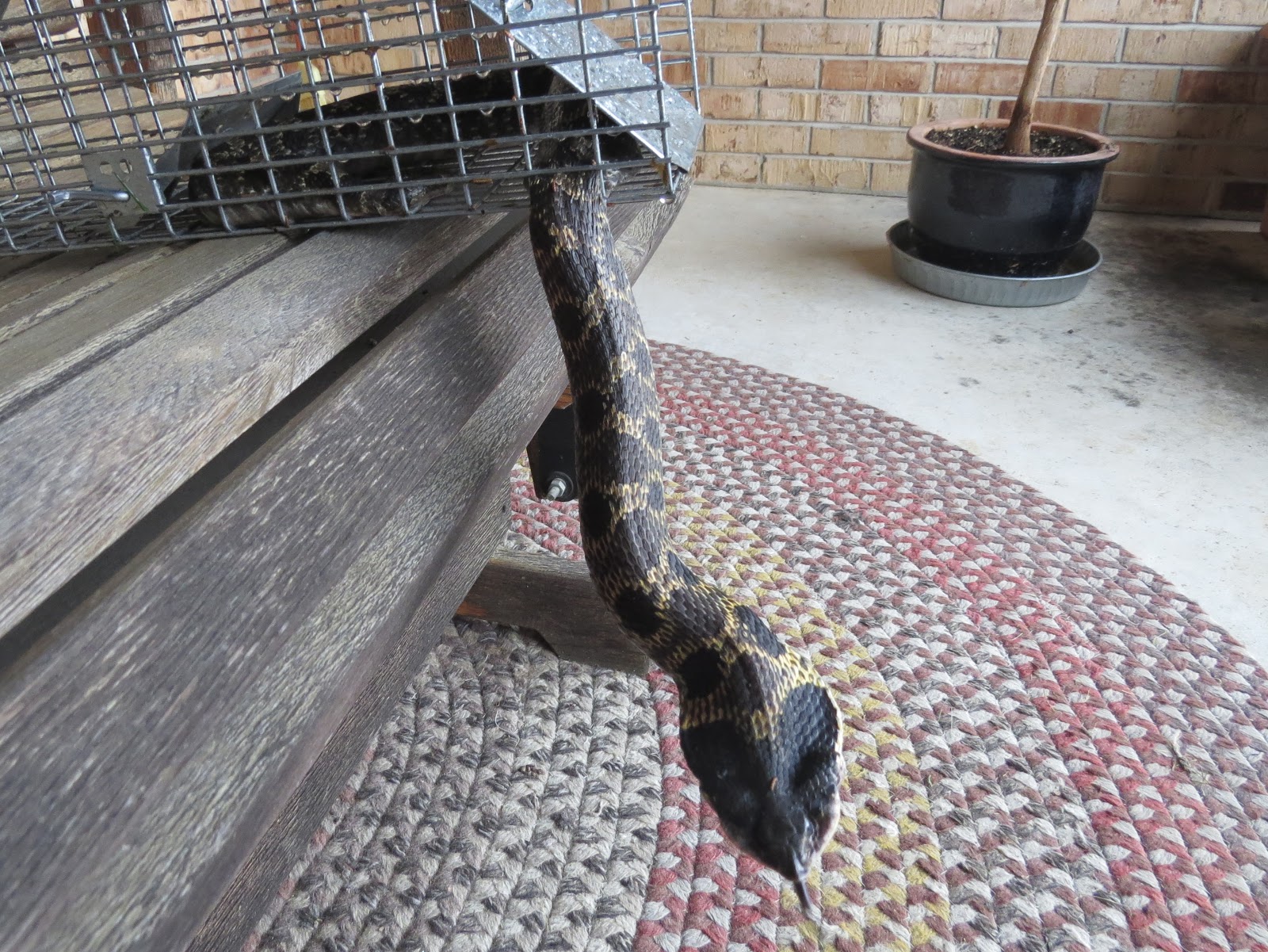 Blue Jay Barrens: Eastern Hognose Snake