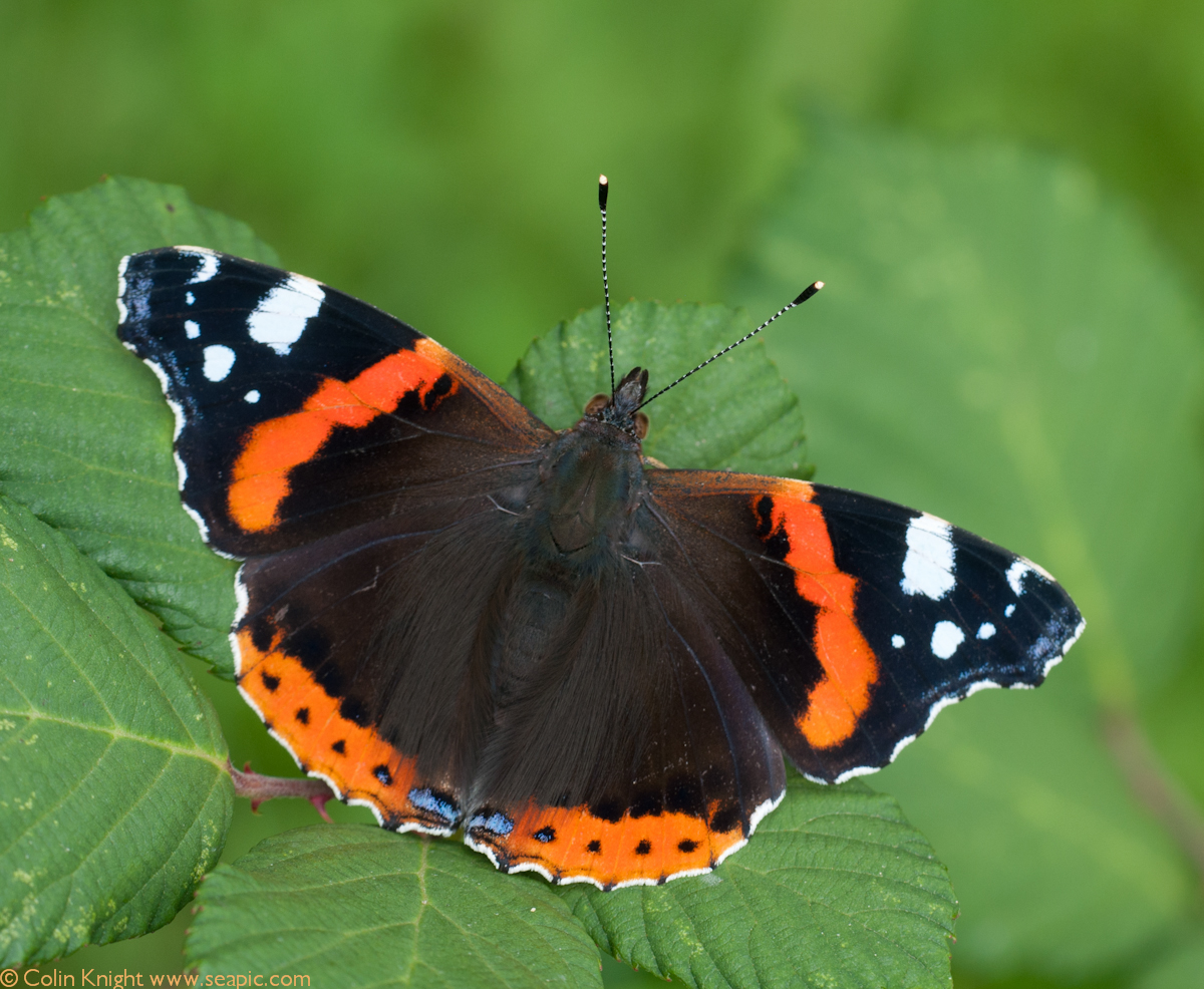Postcards from Sussex: a Red Admiral day