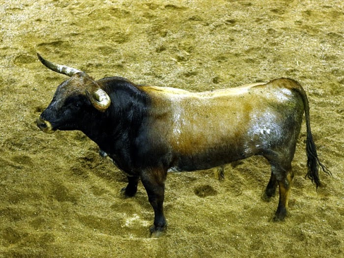 Gelán Noticias: TOROS.- Sorteadas las reses de la ganadería de Miura ...
