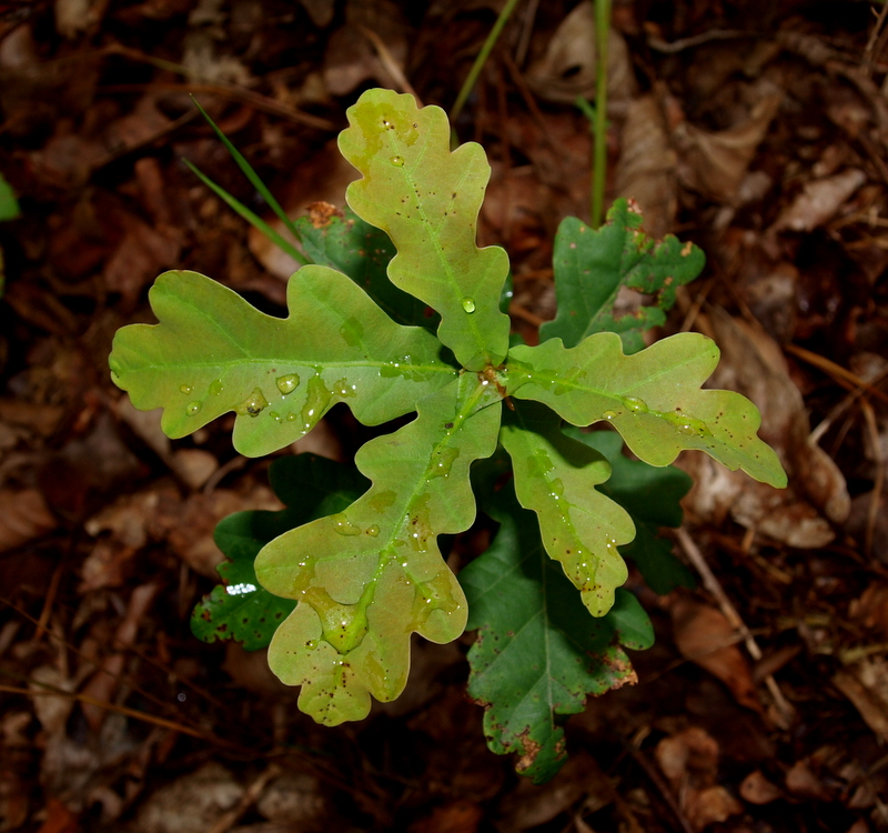 Hoja Lobulada (lobata) - Botánica integra