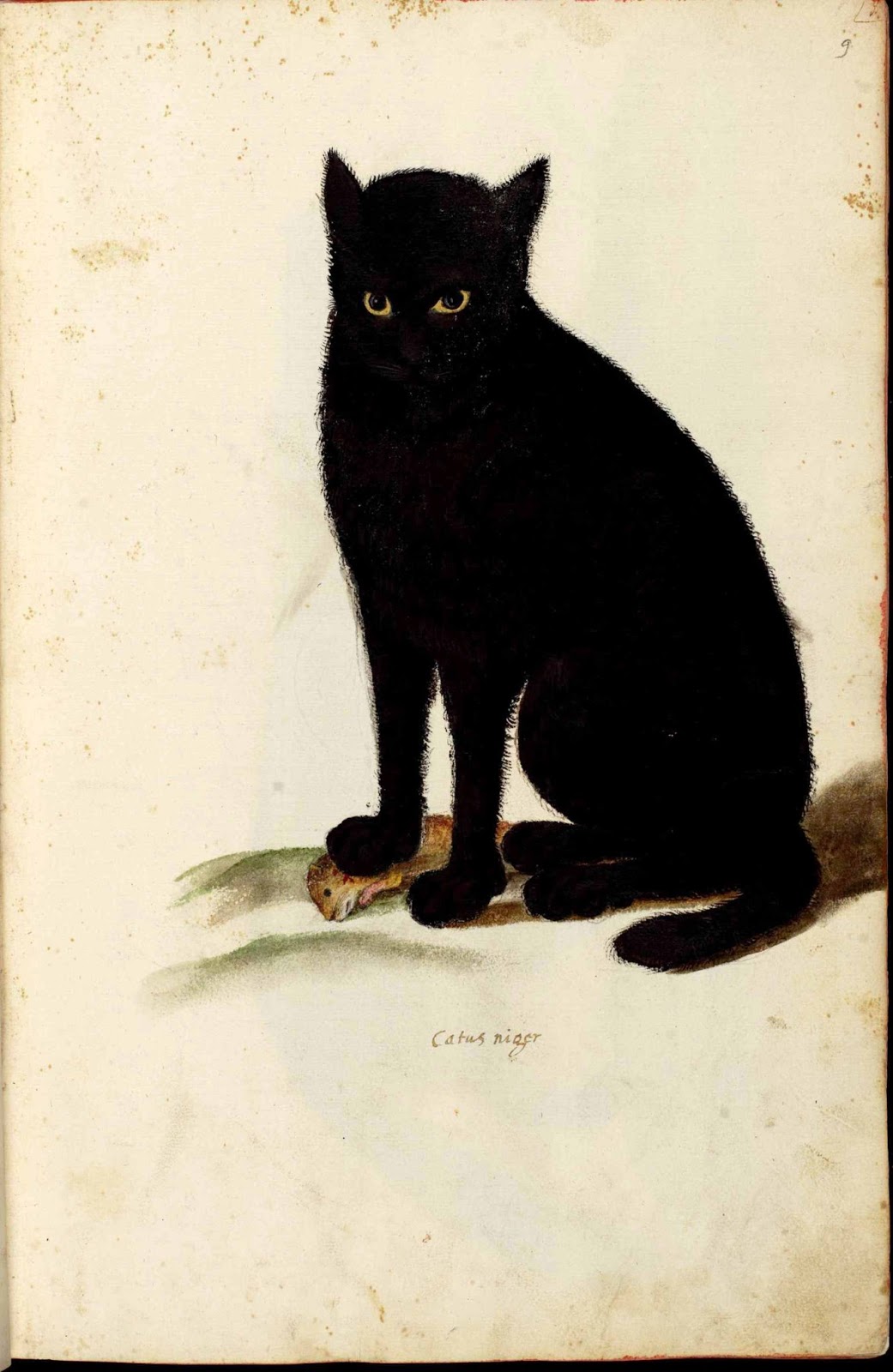 The Cat Post: Beautiful Antique Cat Prints