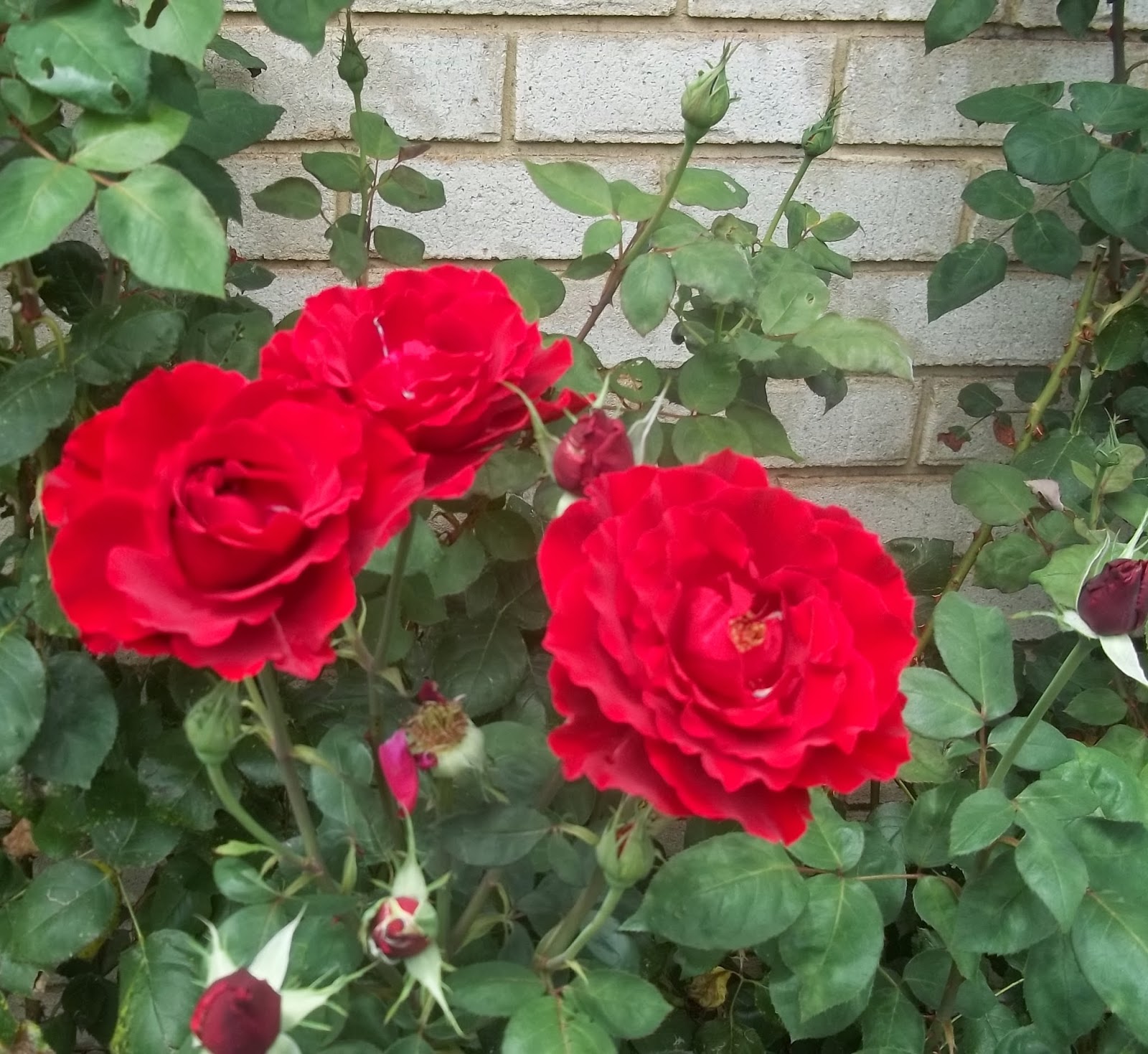 My Cooking and My Garden: The Red Roses