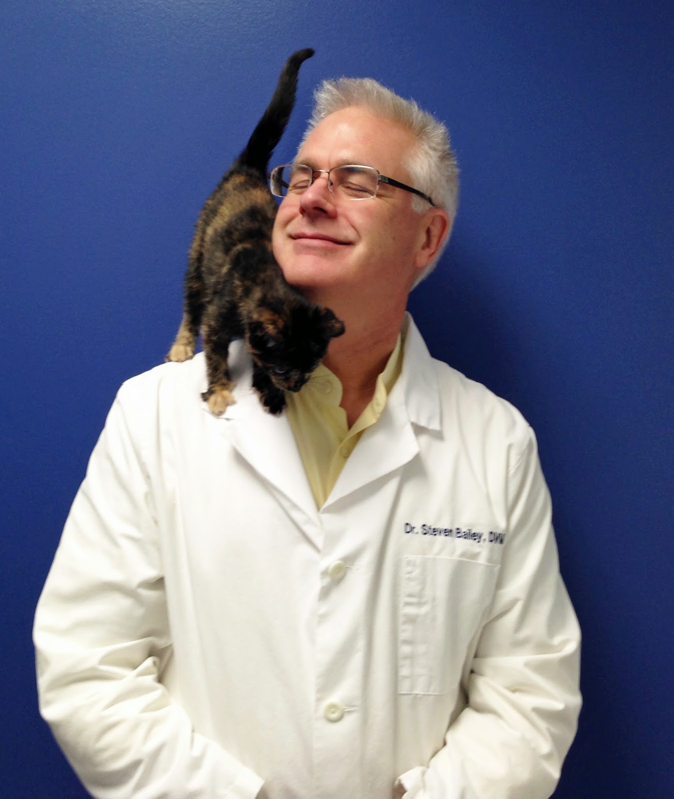 Exclusively Cats Veterinary Hospital Blog: Innovations Series to ...