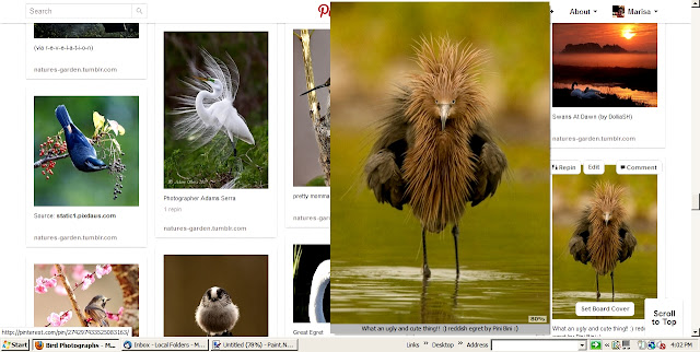 Beautiful Feathered Friends: Follow My Birds on Pinterest