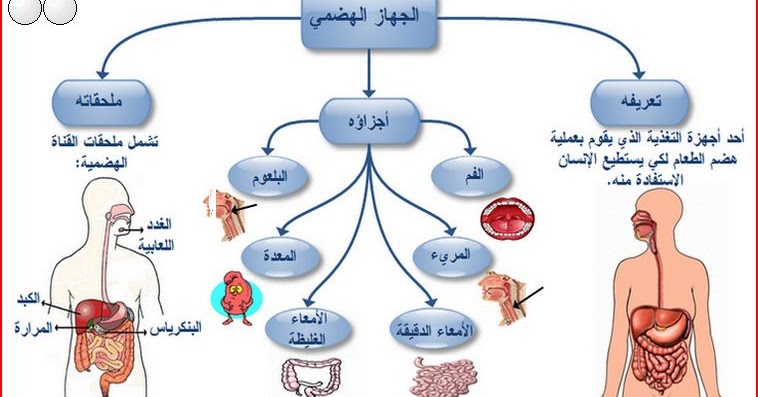 الجهاز الهضمي