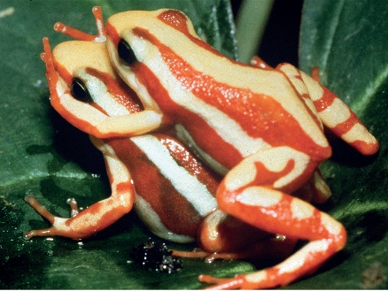 Perkembangan Katak: Bagaimana Katak/Kodok Melakukan Reproduksi?