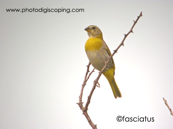 AVES DE SANTA CRUZ: Sicalis flaveola