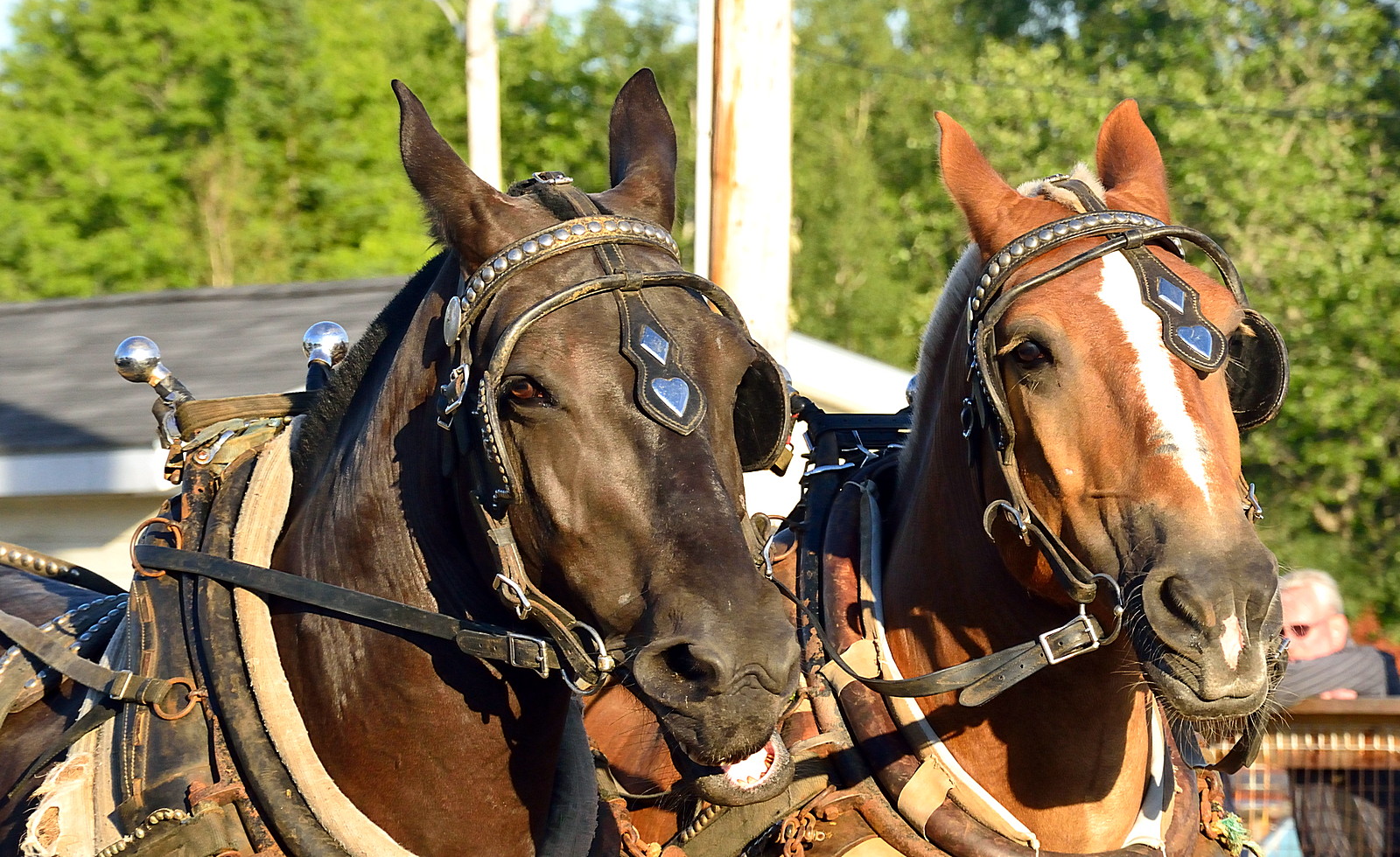Turbo's Track and Photo Tour: Oxen, Horses, Sunset (20160819) A trip to ...
