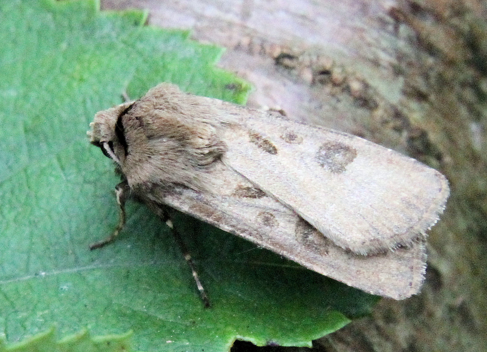 Birding with Flowers: Last Night's Moths