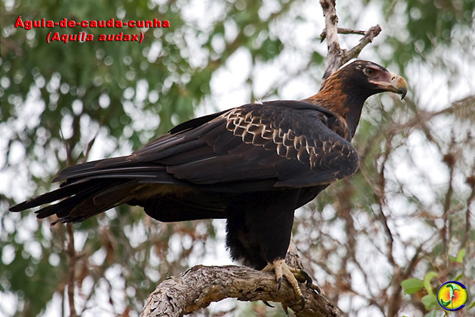 ORNITOLOGIA: Águia-de-cauda-cunha (Aquila audax)