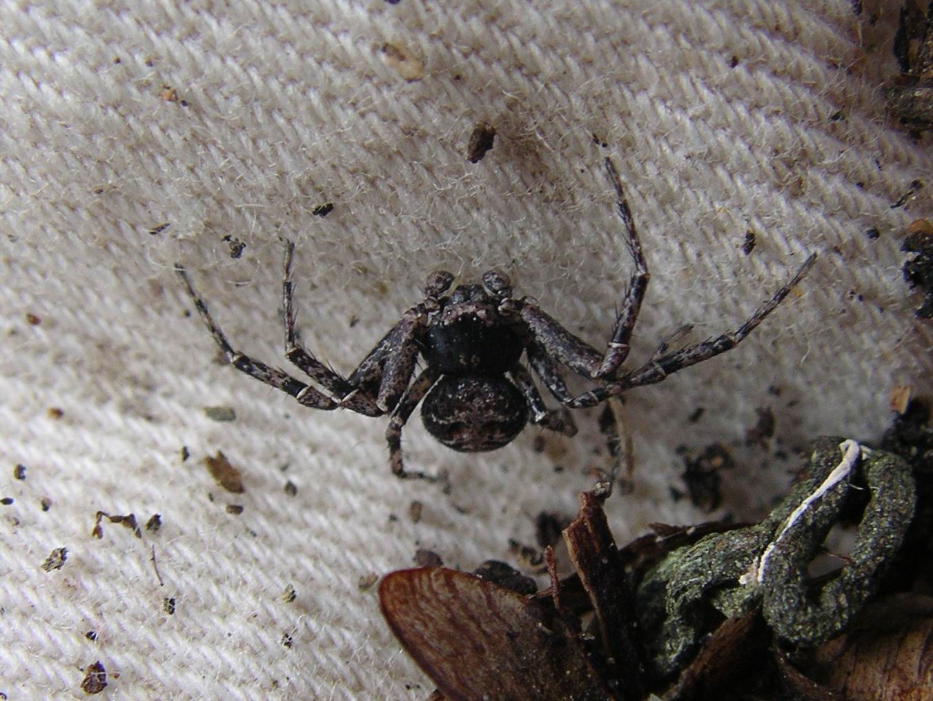 Adventures Of A Pine Cone Spider Collector: 5-Apr-2016 Cottage Lake and ...