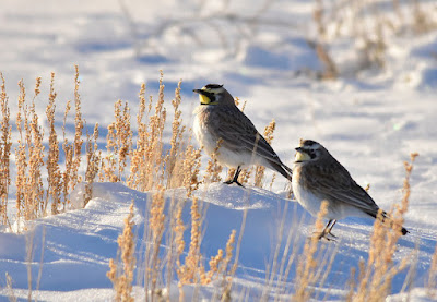 Dendroica: Loose Feathers #585