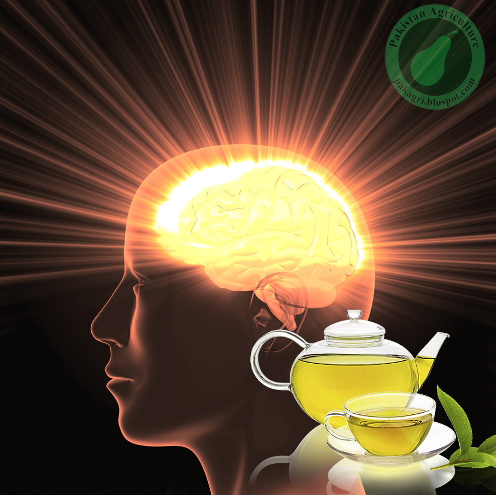 Green tea boosts memory | chrisinha-belezaestilo