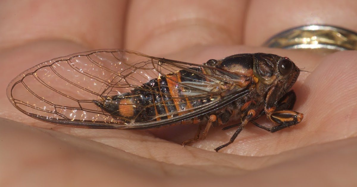 The Insect Diary: Red Bandit Cicada: Pyropsalta melete