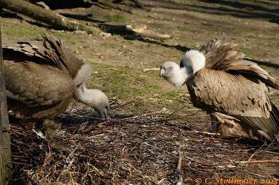 Faszination Geier: Hurra, das Geierküken ist da!