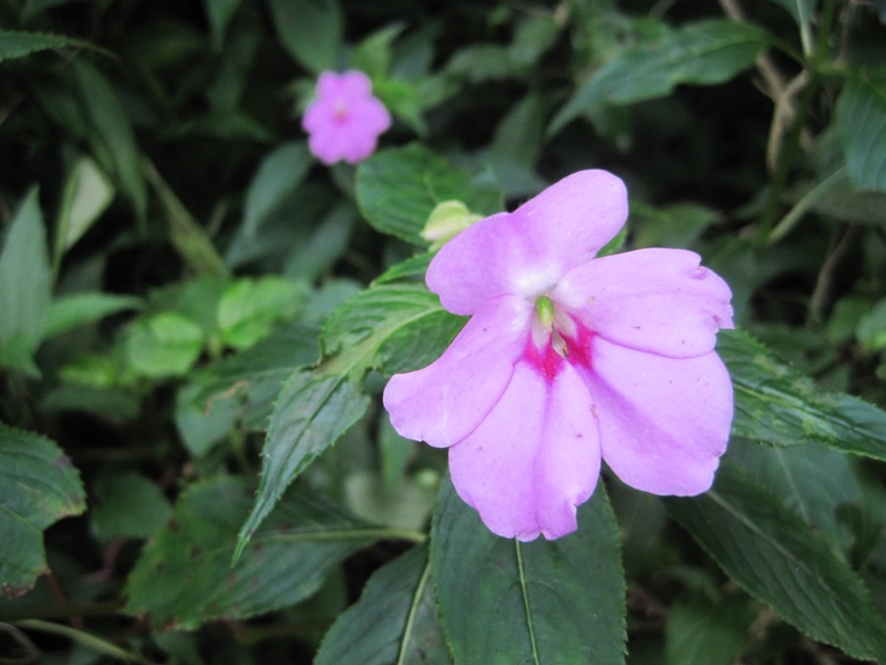 Manfaat Daun Pacar bagi Kesehatan