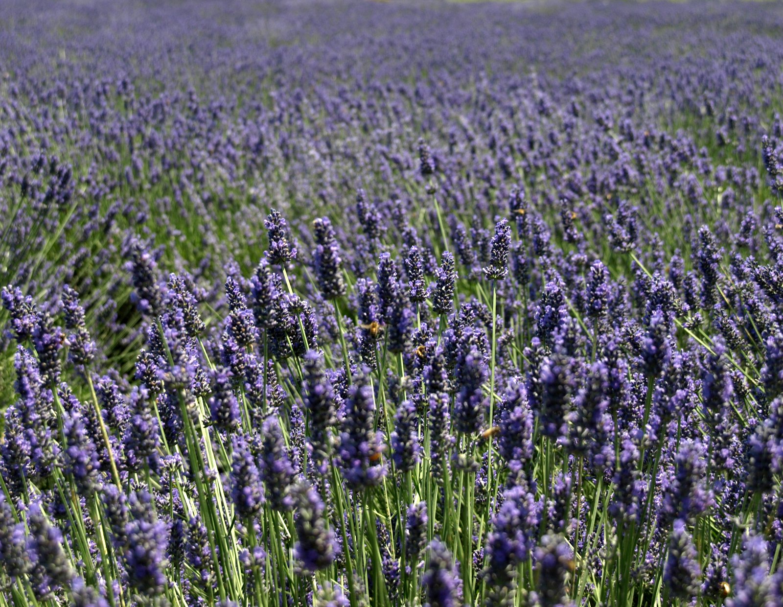 Perfect Time for Lavender By The Bay in East Marion, L.I, N.Y ...