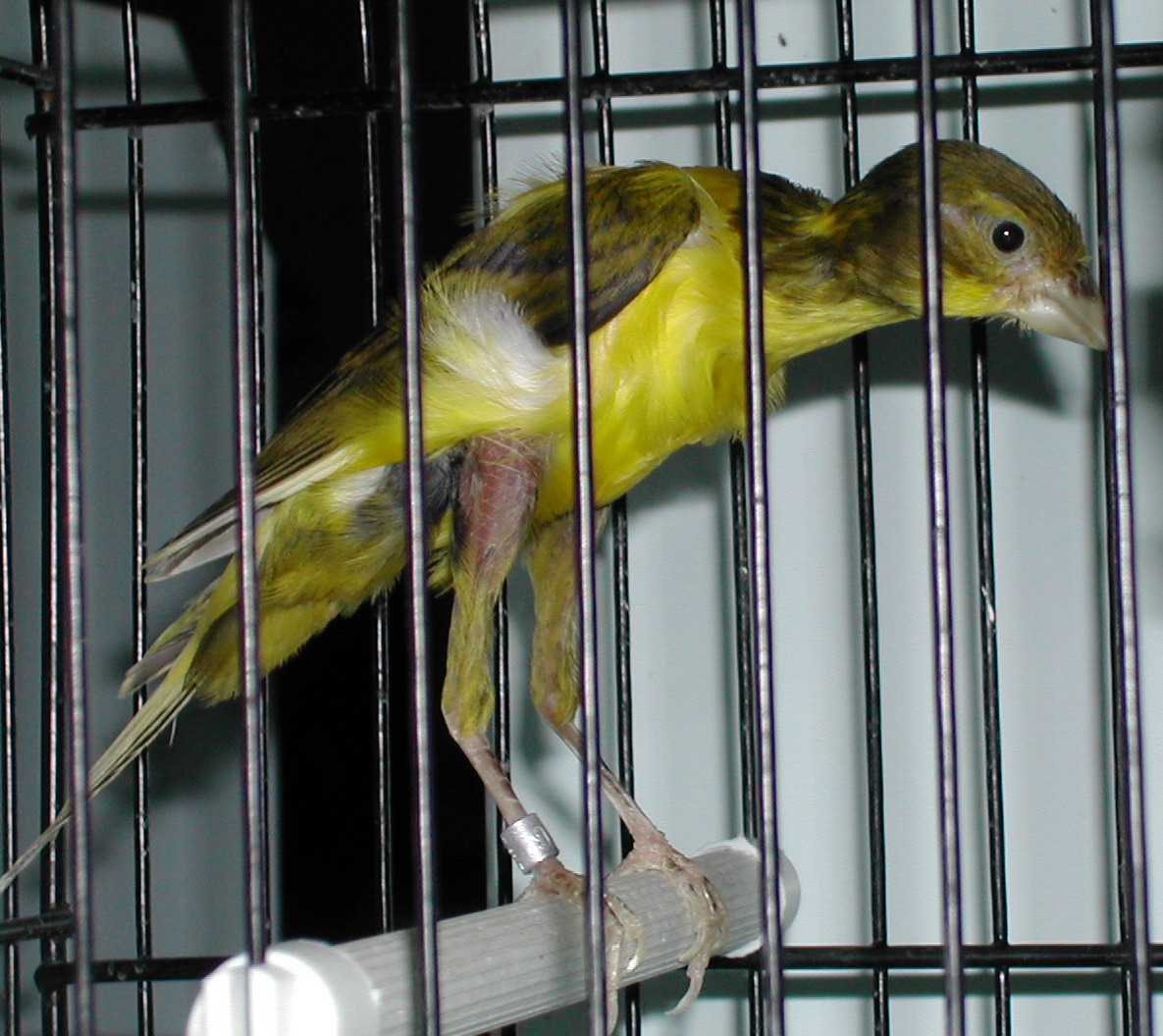 LOS CANARIOS DE POSTURA: Canarios Rizados (2)