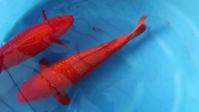 Nama Ikan Hias Merah Yang Menawarkan Pesona Saat Dipelihara - cara ...