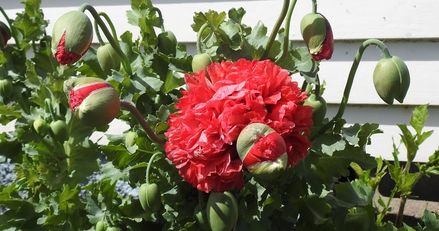 photographing New Zealand: poppies