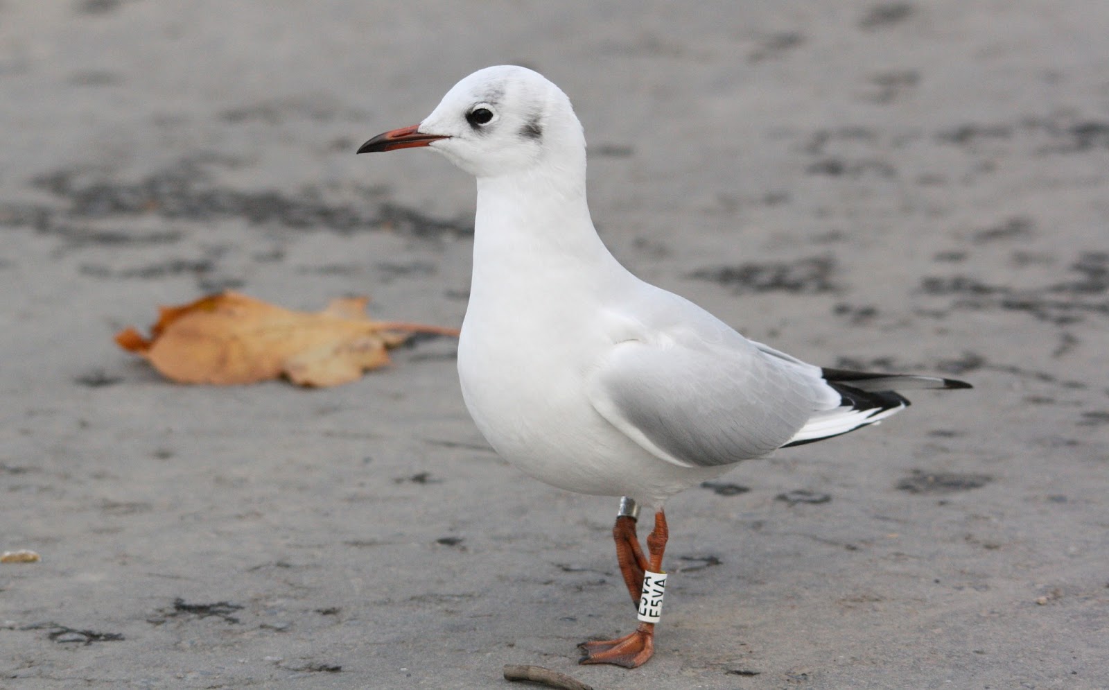 Tallaght Gulls + Rings: November 2012 - My first Norwegian Black Headed ...