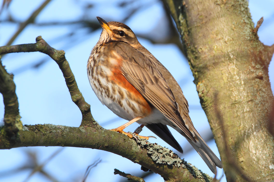 BIRDMAD: Redwings and redbreasts