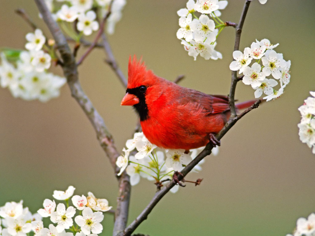 wallpaper: Birds Wallpapers