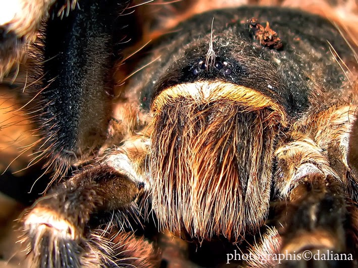 Photographis: Death of my Tarantula