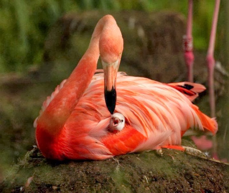 Flamingo | THE NATURE OF THE WORLD