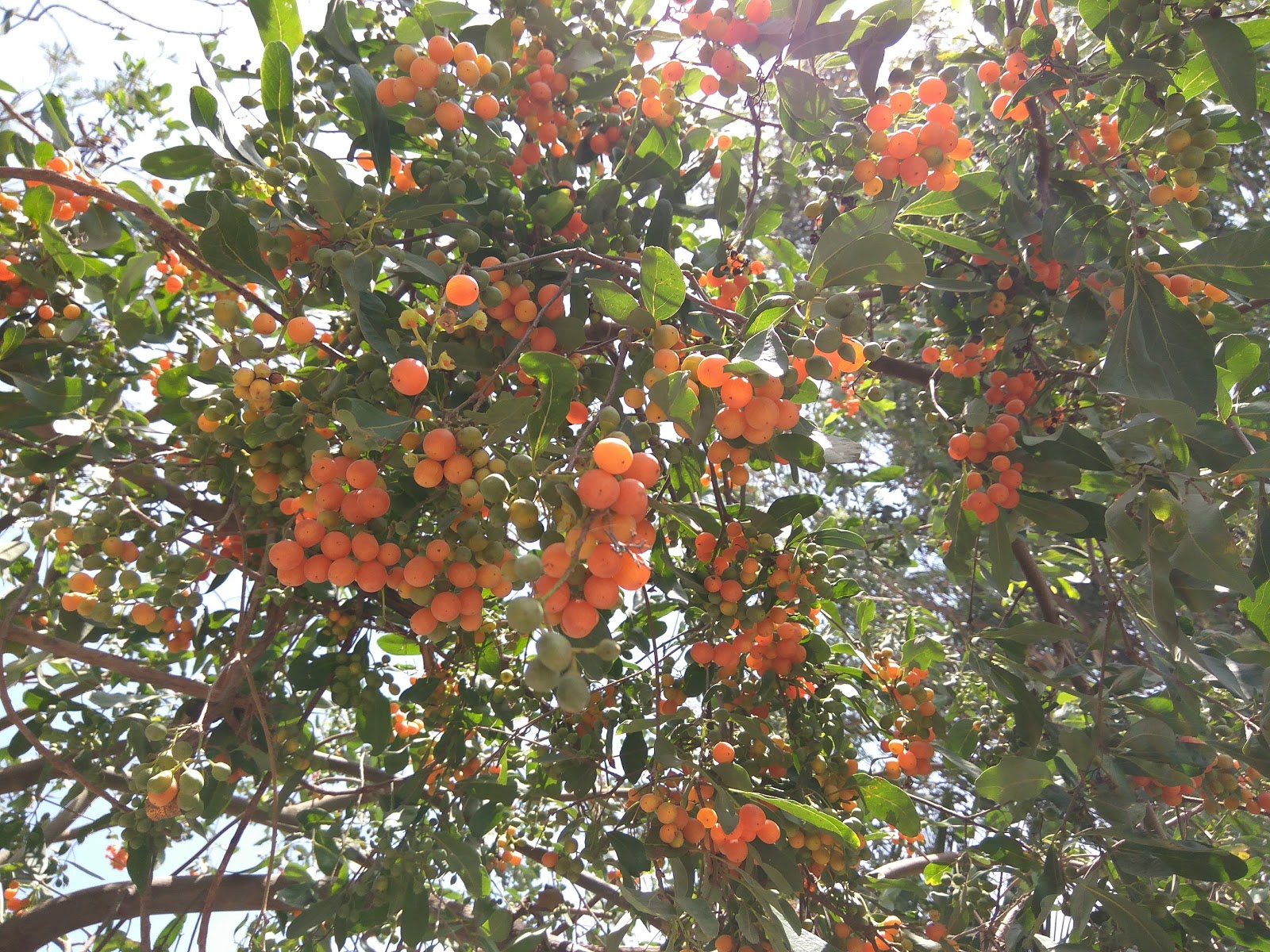 A Weekend Trip to Dwarka and Bet Dwarka