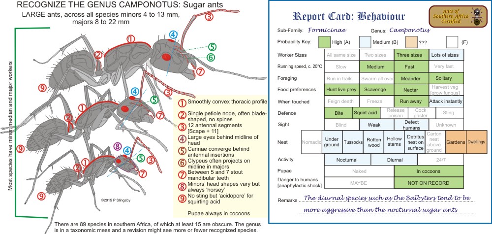 - Ants of Southern Africa -: Key to the Genera of Southern African ants