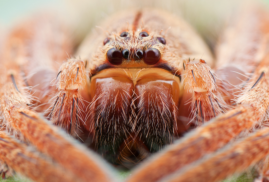 Within the Chronicles' Frame: Nikon R1 Macro Flash System