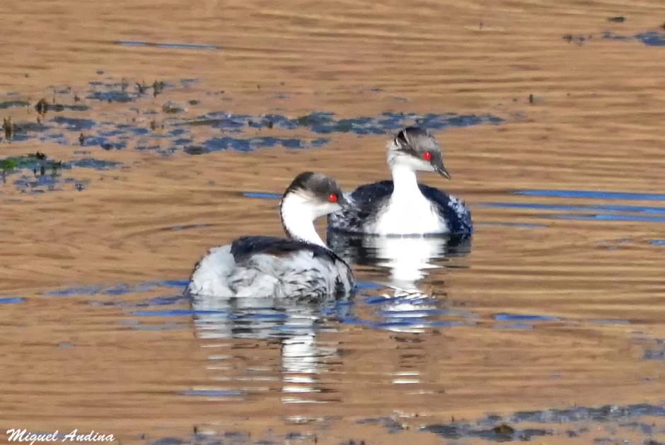 Argentina nativa: Macá plateado (Podiceps occipitalis)
