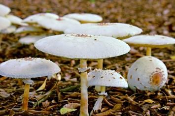 Reproduksi Jamur dengan Spora | Resti Mawarni Blog